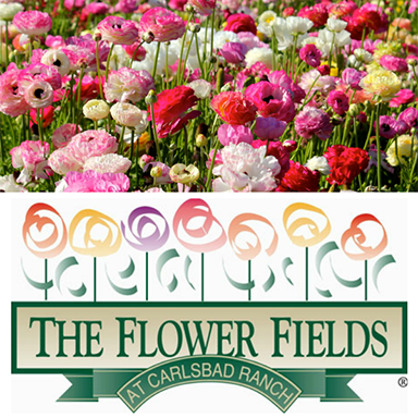 Carlsbad Ranch - The Flower Field - Springs Charter Schools